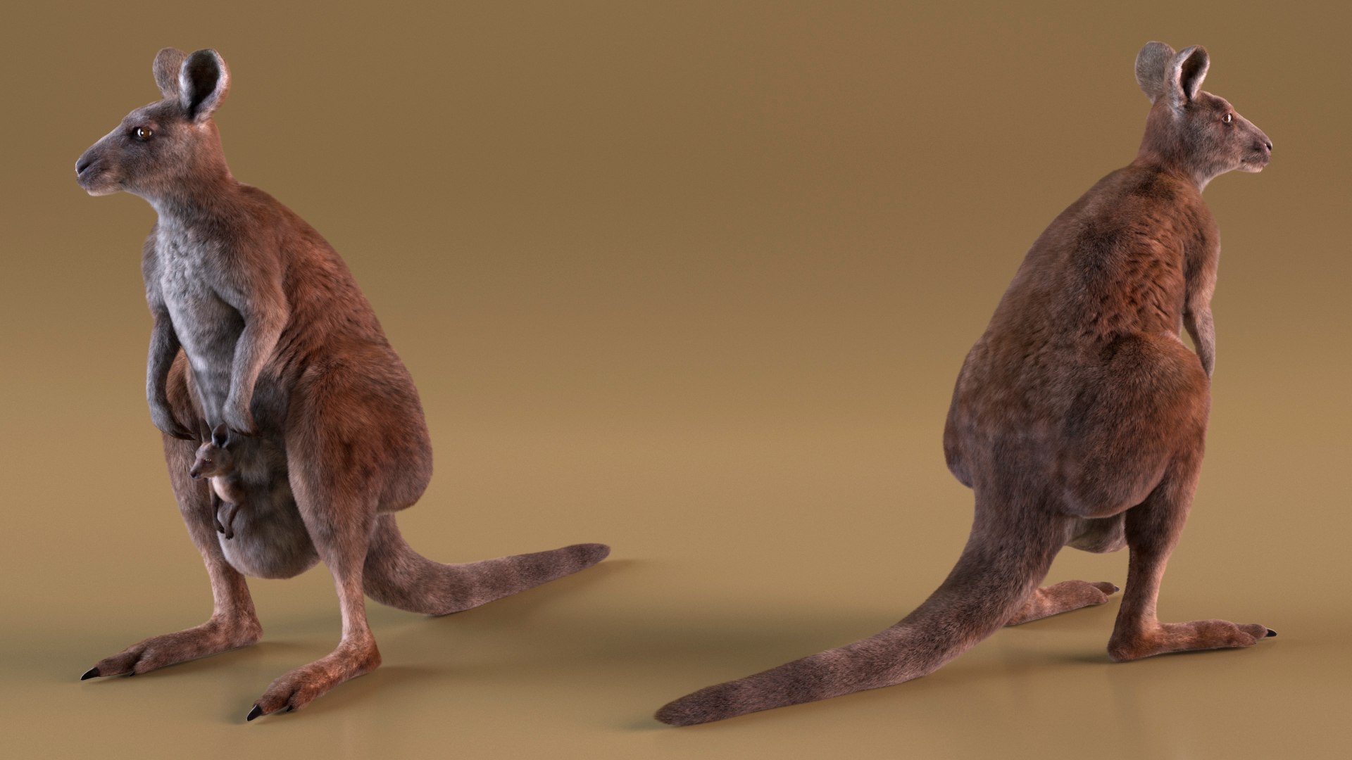Mother Kangaroo With Baby Standing Fur 3D - TurboSquid 2249741
