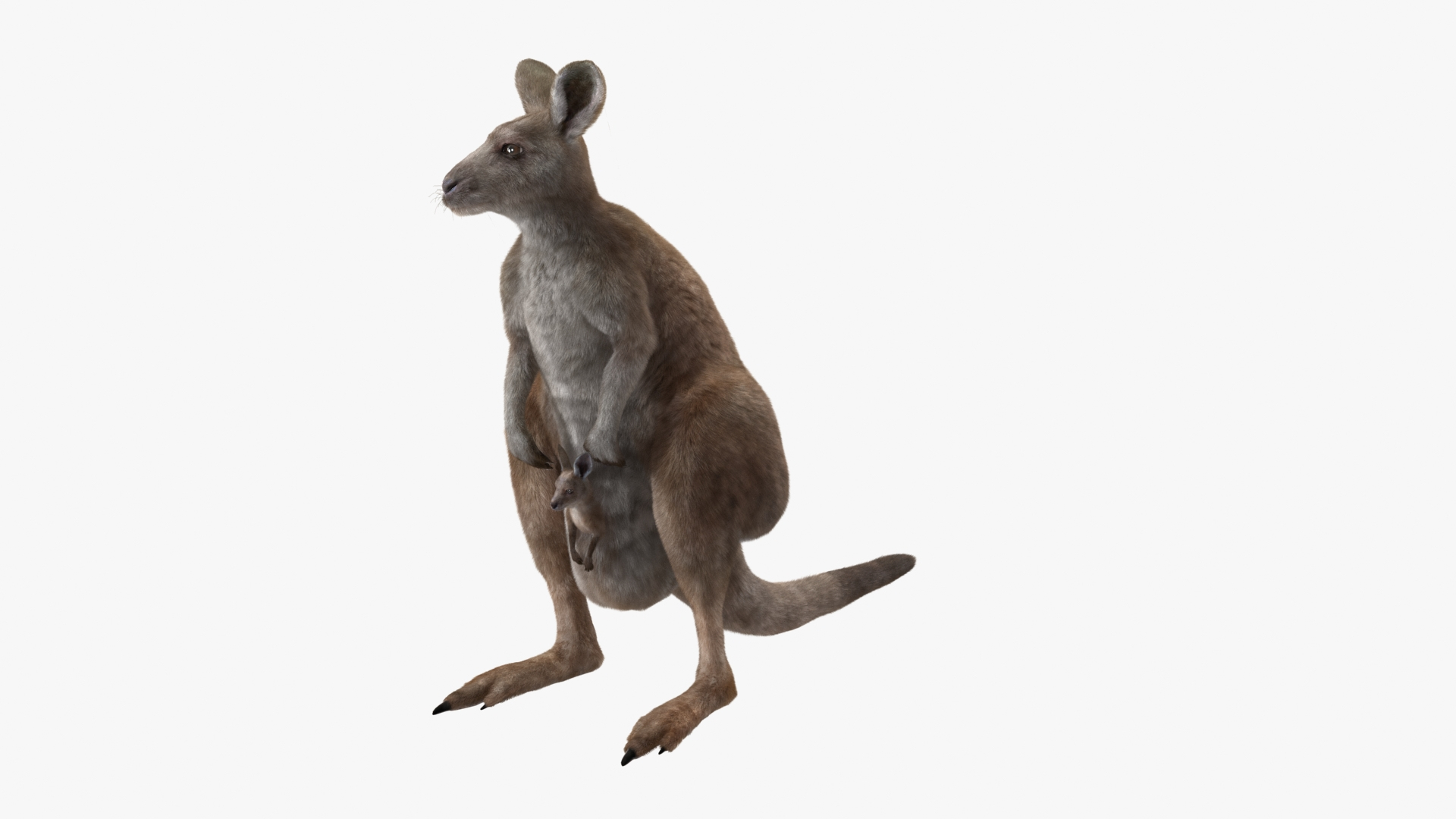 Mother Kangaroo With Baby Standing Fur 3D - TurboSquid 2249741