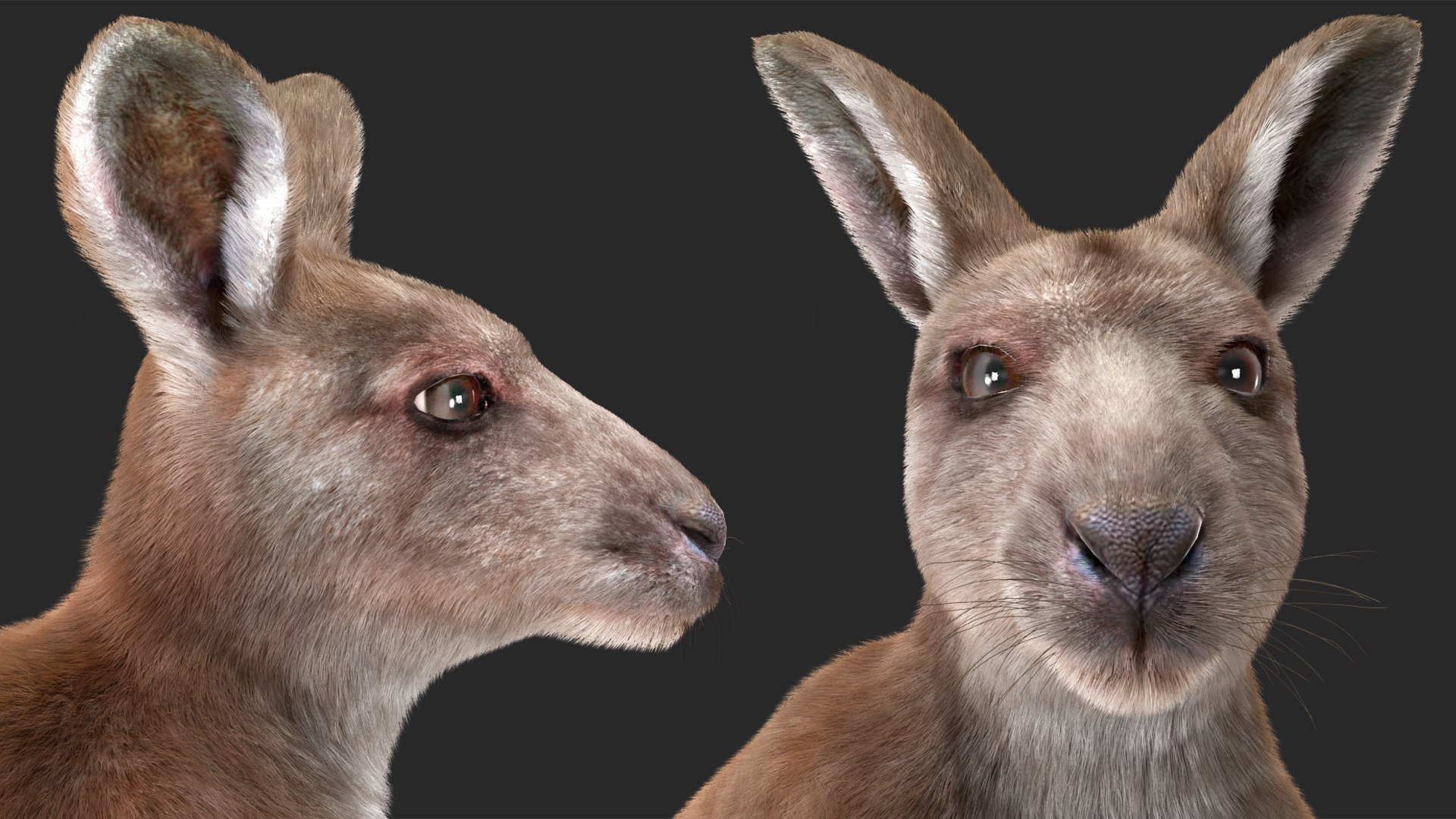 Mother Kangaroo With Baby Standing Fur 3D - TurboSquid 2249741