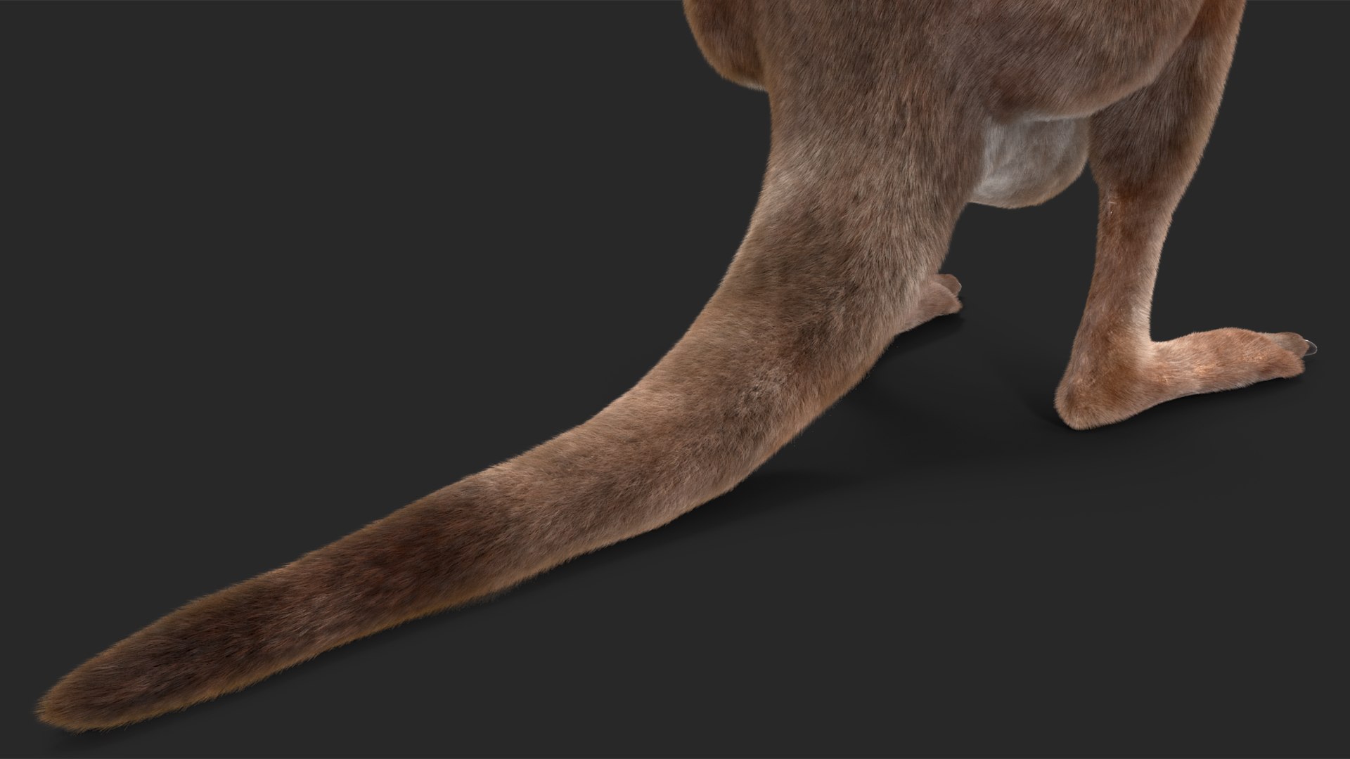 Mother Kangaroo With Baby Standing Fur 3D - TurboSquid 2249741