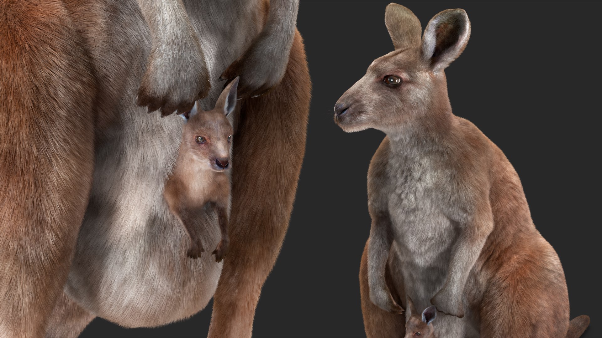 Mother Kangaroo With Baby Standing Fur 3D - TurboSquid 2249741