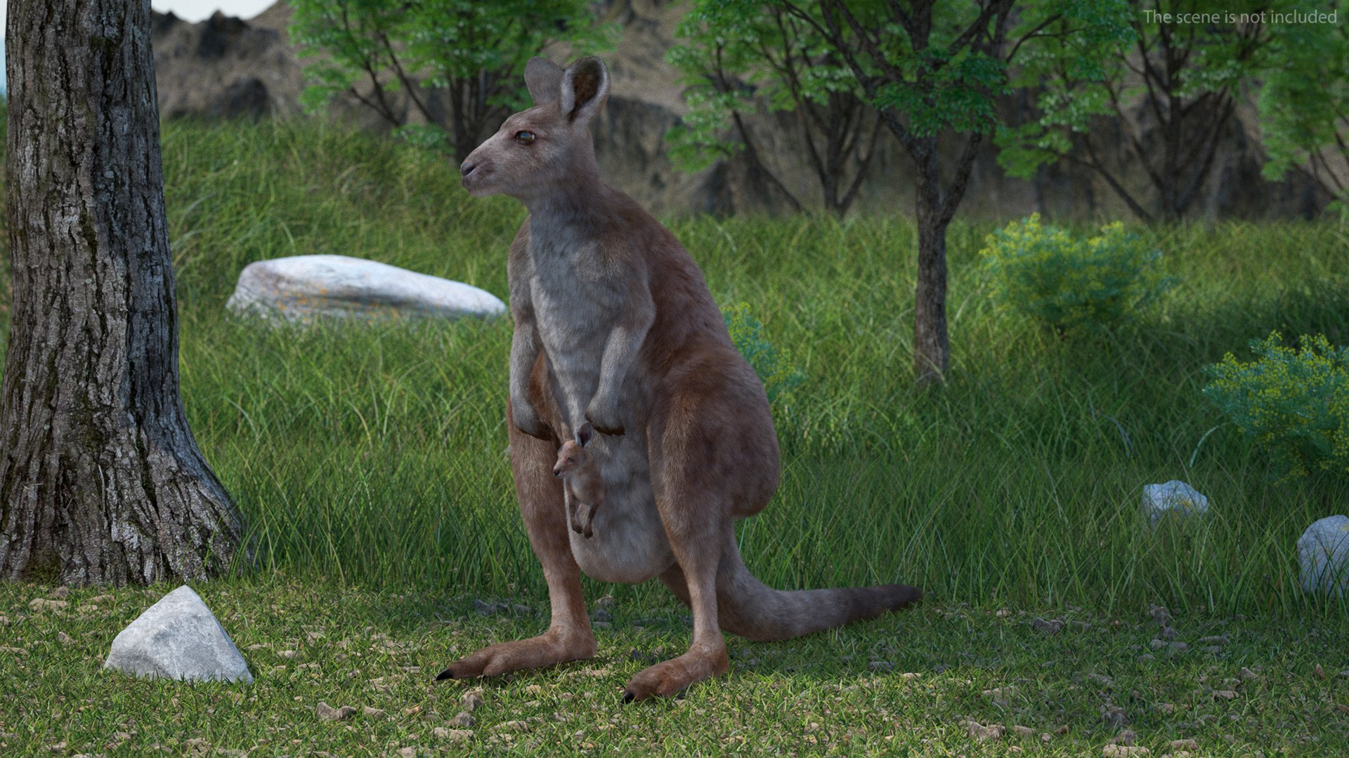 Mother Kangaroo With Baby Standing Fur 3D - TurboSquid 2249741