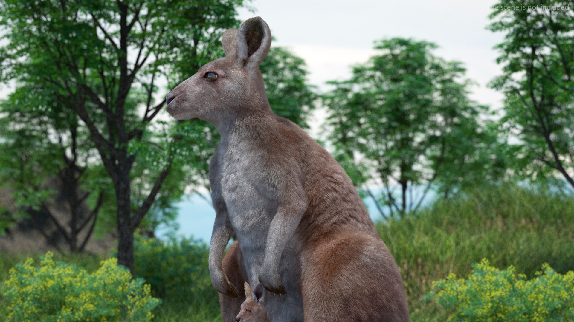 Mother Kangaroo With Baby Standing Fur 3D - TurboSquid 2249741