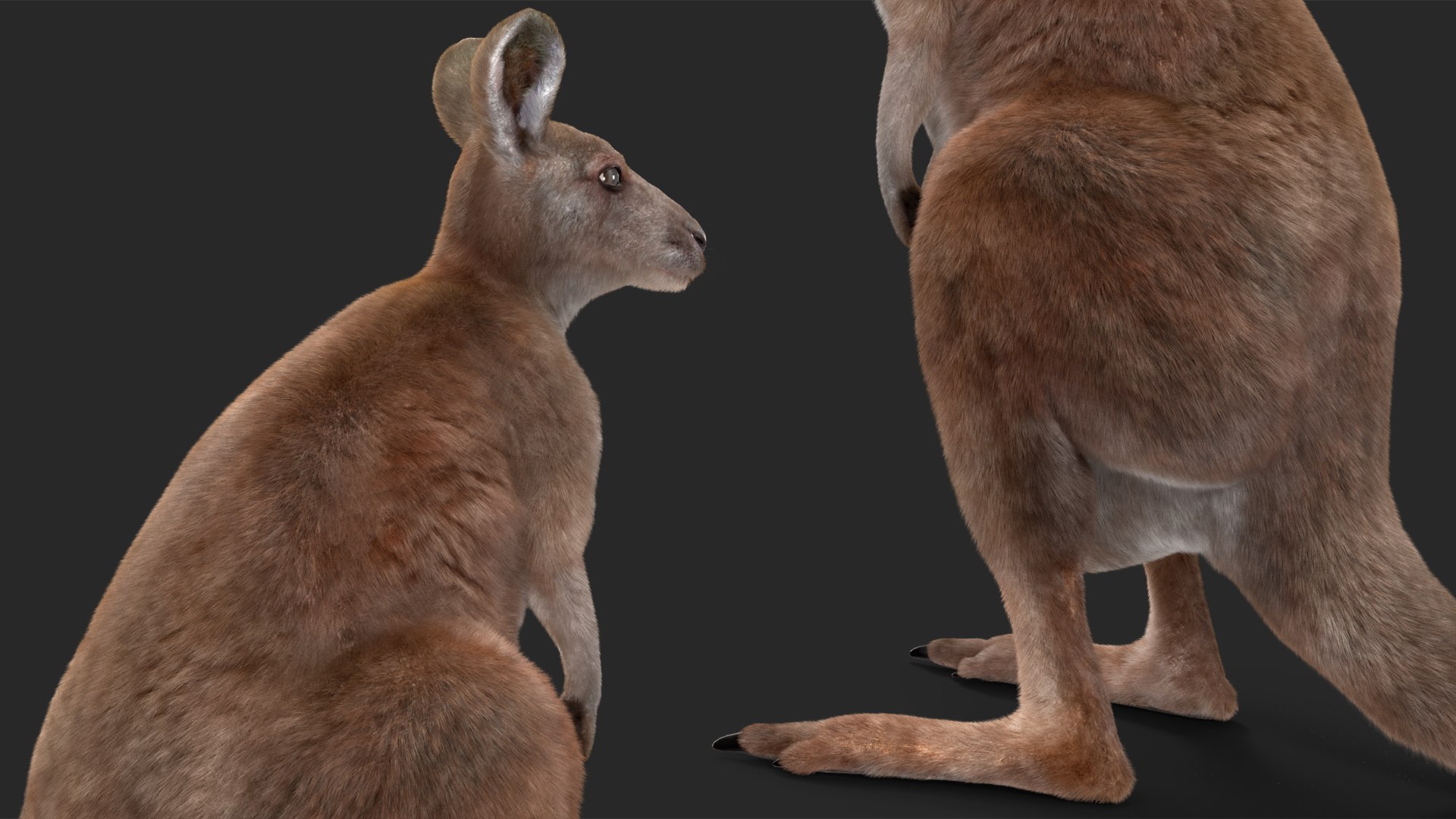 Mother Kangaroo With Baby Standing Fur 3D - TurboSquid 2249741