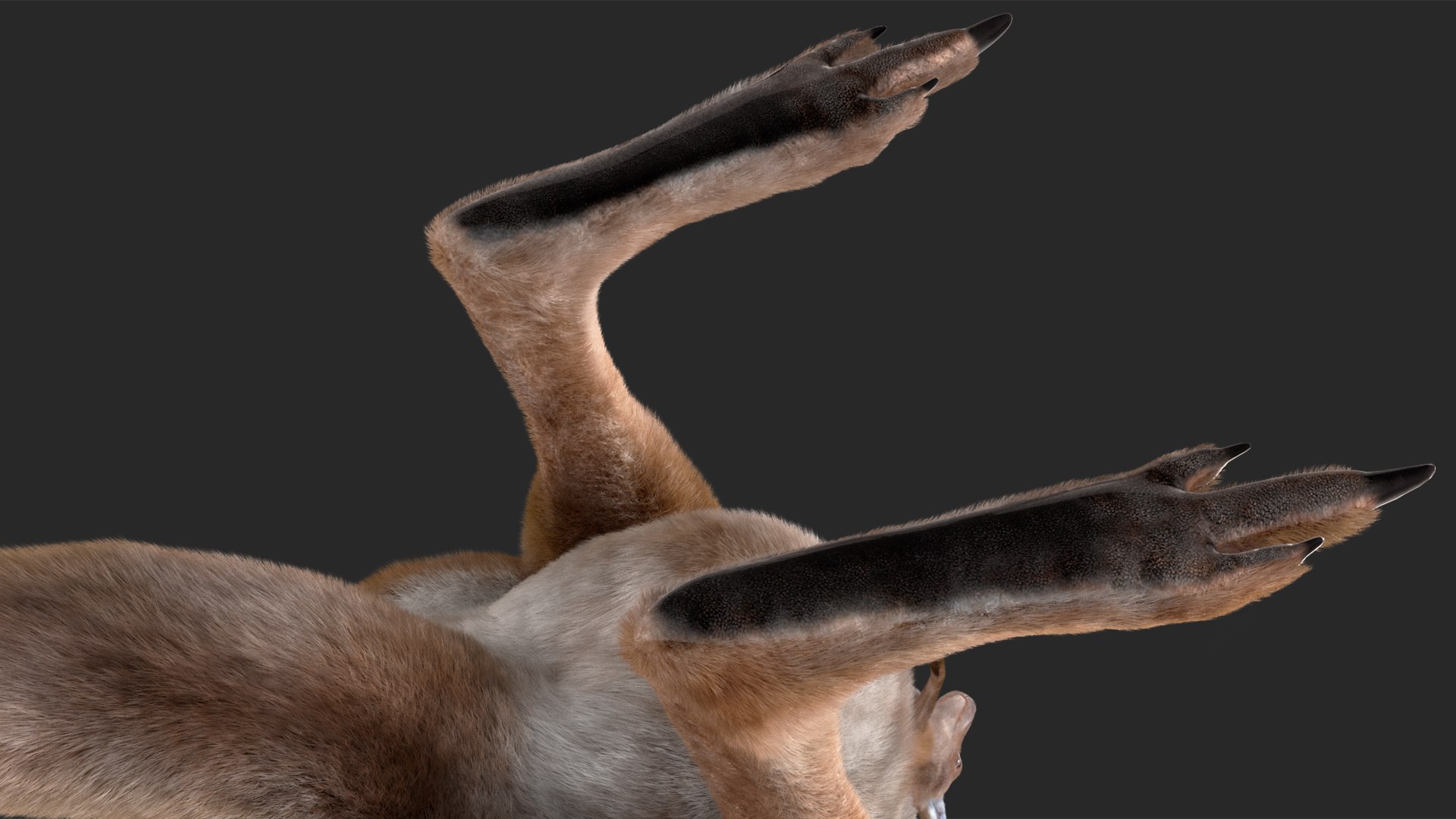 Mother Kangaroo With Baby Standing Fur 3D - TurboSquid 2249741