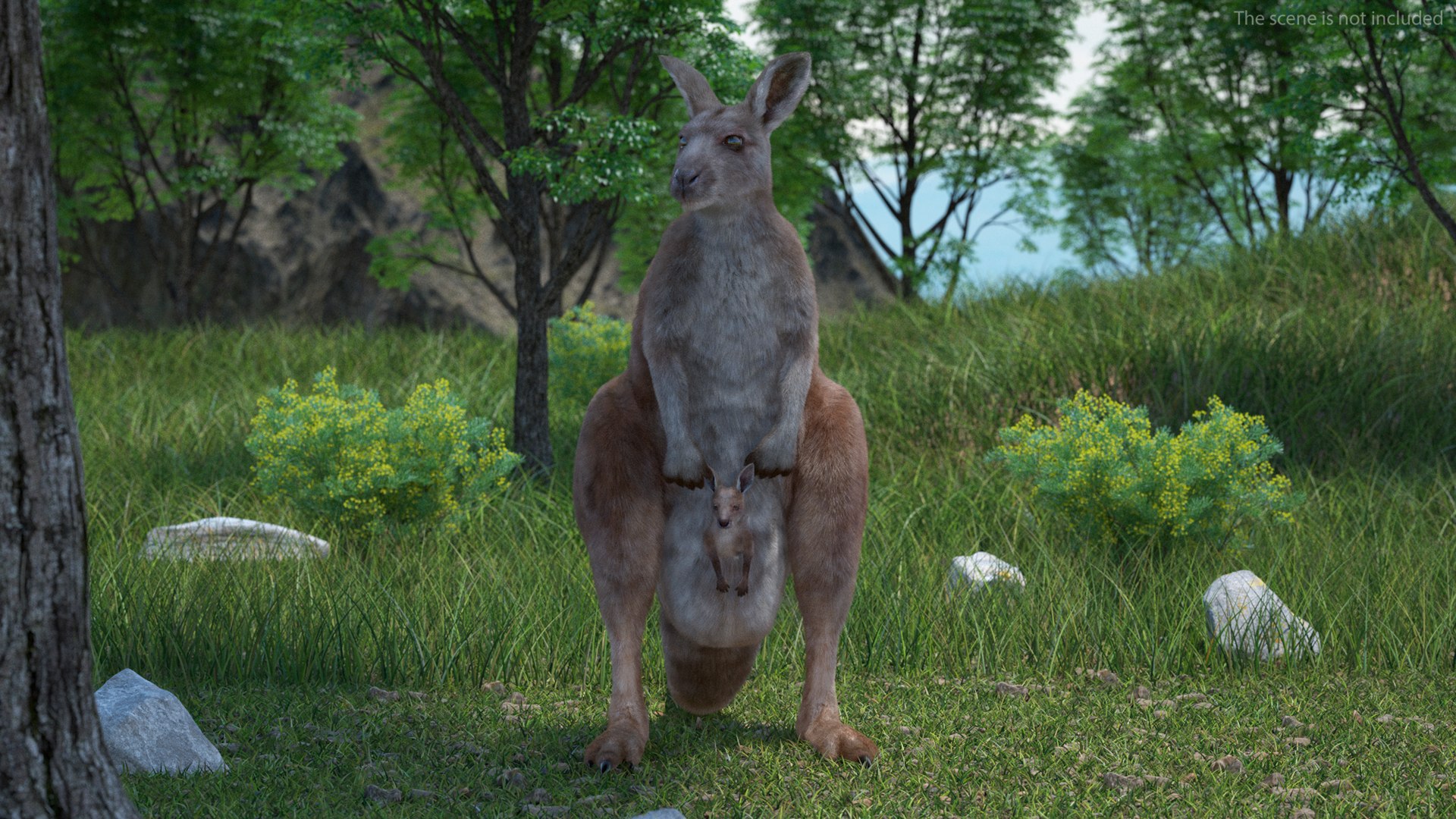 Mother Kangaroo With Baby Standing Fur 3D - TurboSquid 2249741