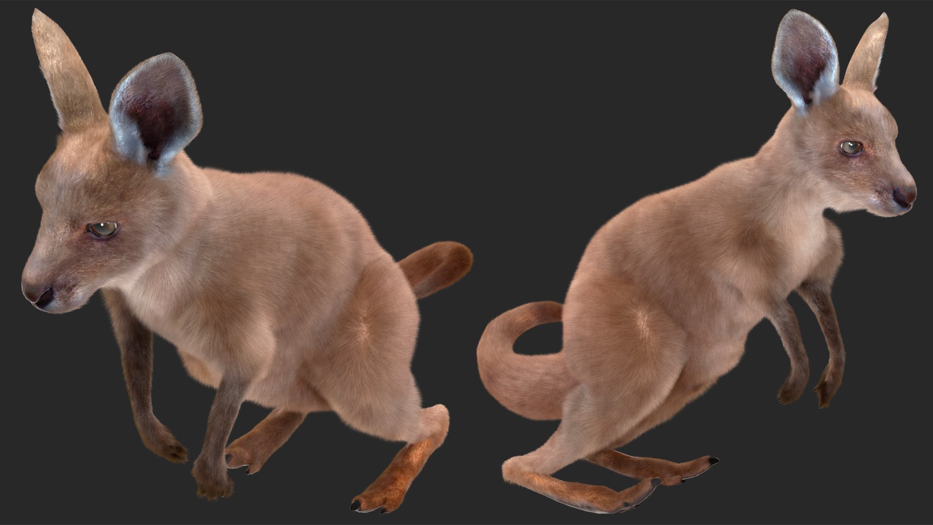 Mother Kangaroo With Baby Standing Fur 3D - TurboSquid 2249741
