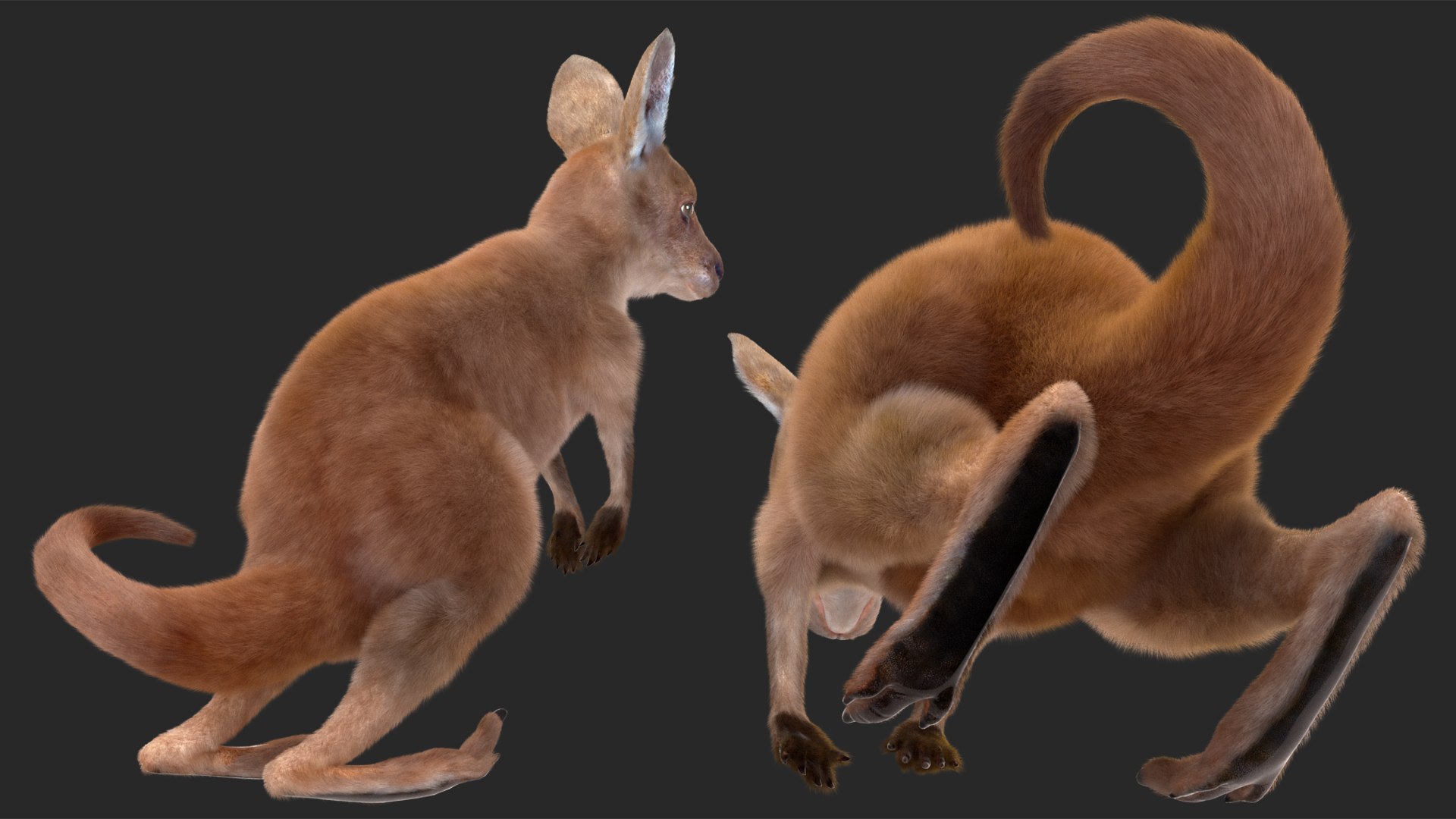 Mother Kangaroo With Baby Standing Fur 3D - TurboSquid 2249741