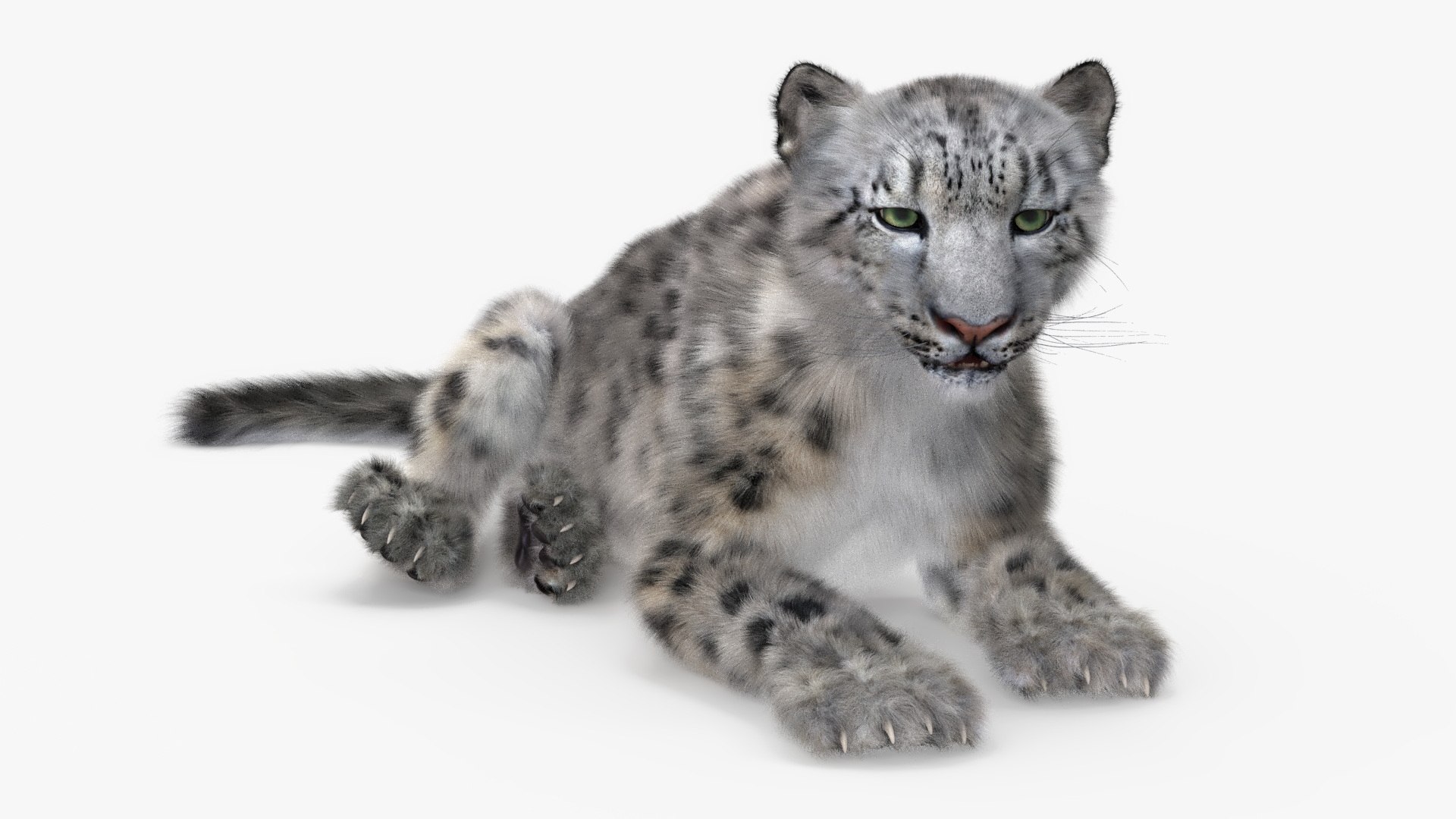 Snow Leopard Fur Rigged 3D Model - TurboSquid 2357172