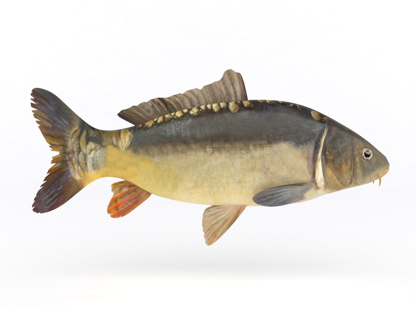 Fish Carp 3D Model - TurboSquid 1561536