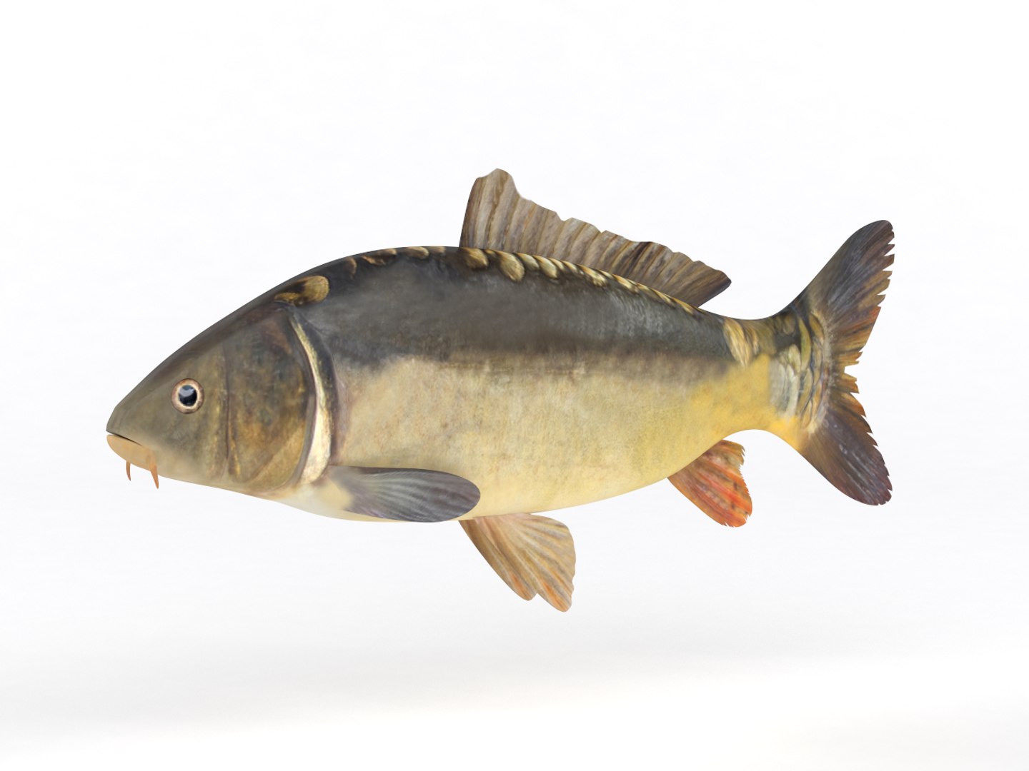Fish Carp 3D Model - TurboSquid 1561536