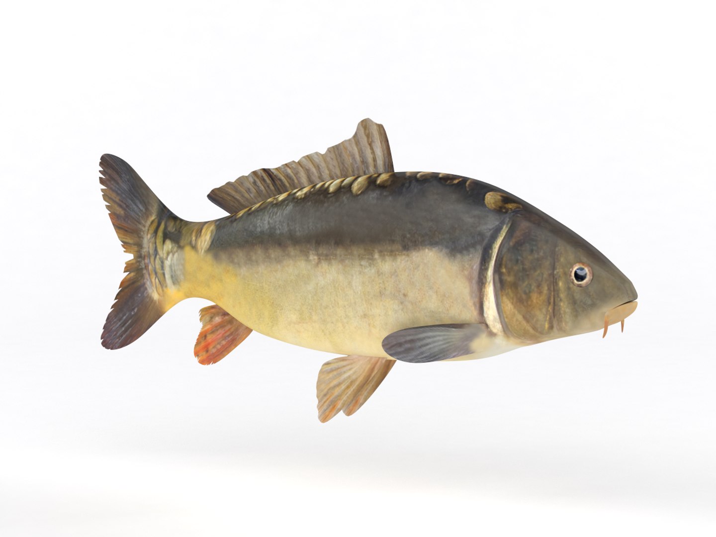 Fish Carp 3D Model - TurboSquid 1561536
