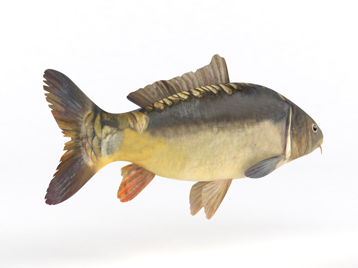 Fish Carp 3D Model - TurboSquid 1561536