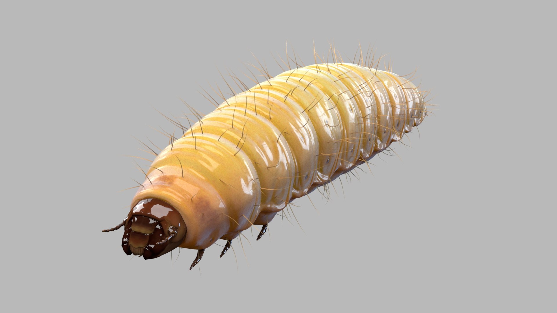 Realistic Maggot Rigged 3D - TurboSquid 1512020