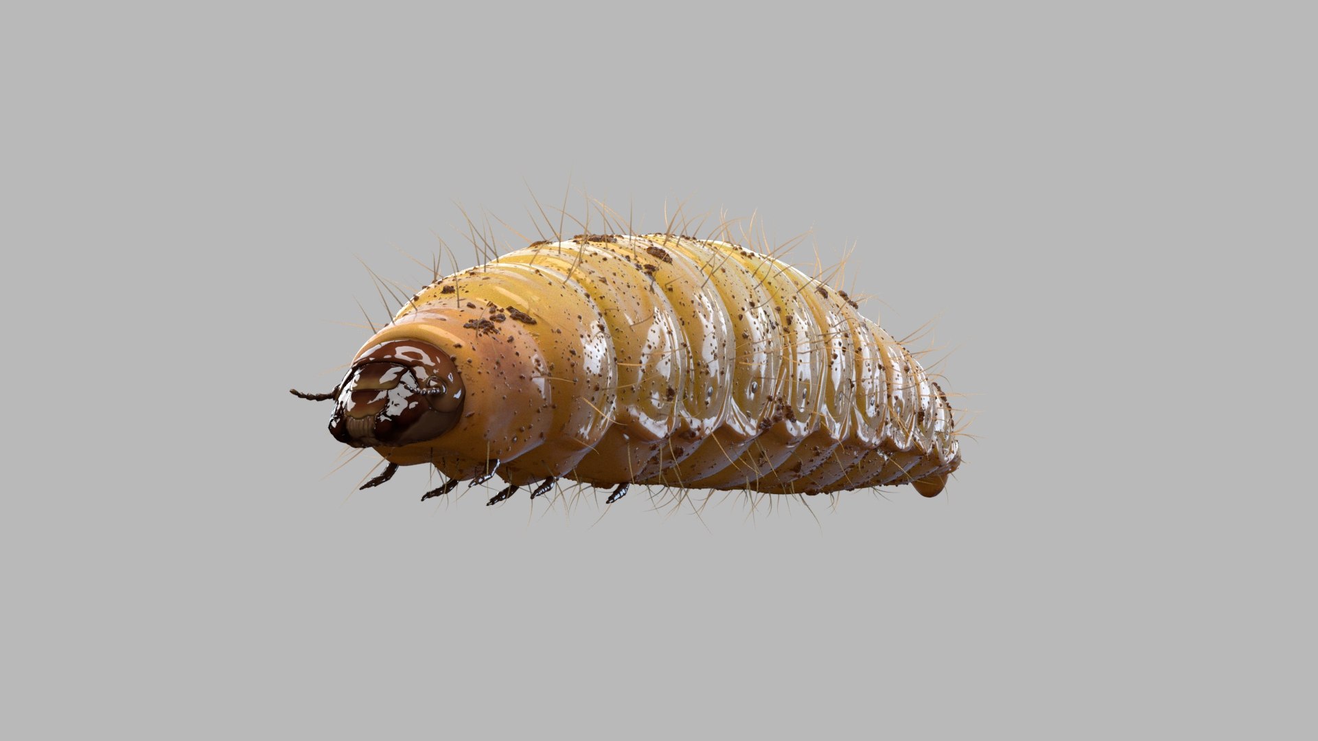 Realistic Maggot Rigged 3D - TurboSquid 1512020