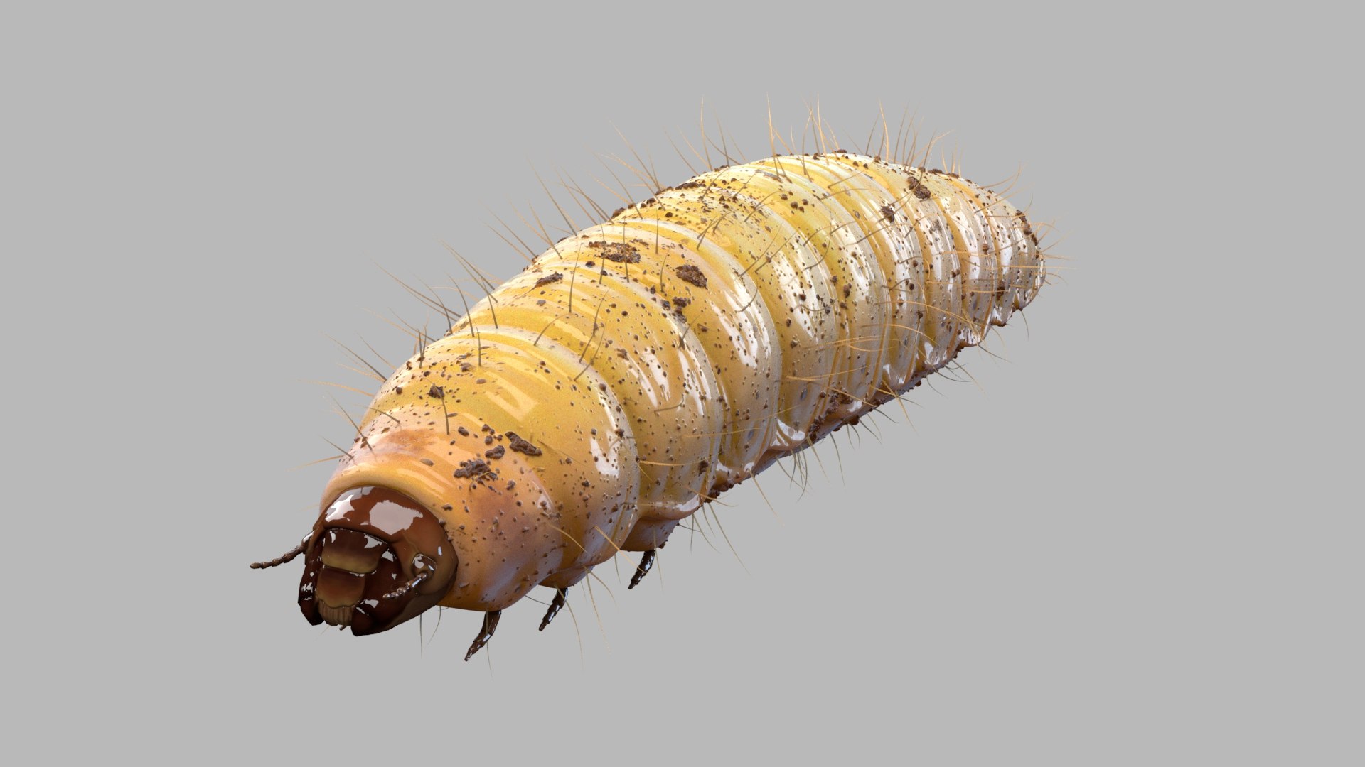 Realistic Maggot Rigged 3D - TurboSquid 1512020