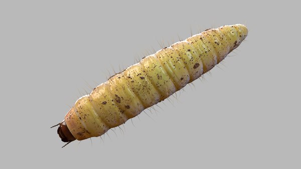Realistic maggot rigged 3D - TurboSquid 1512020