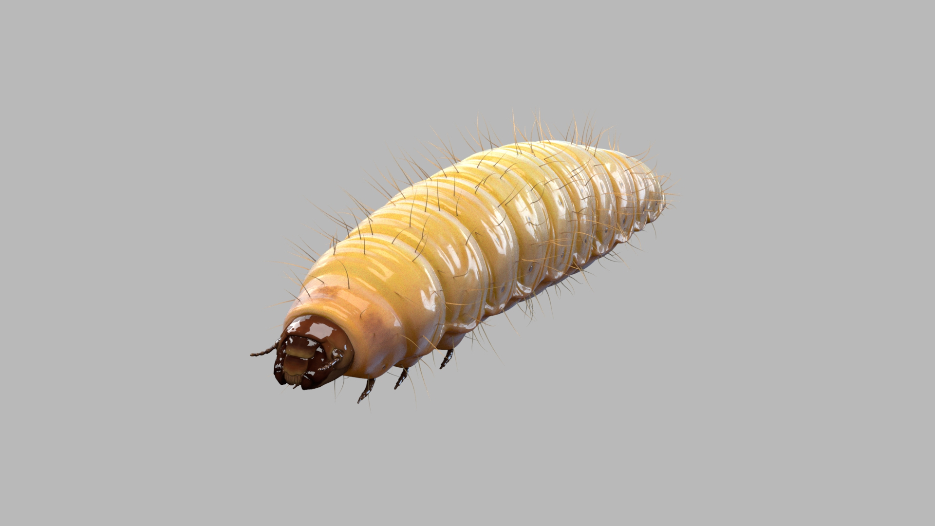 Realistic maggot rigged 3D - TurboSquid 1512020