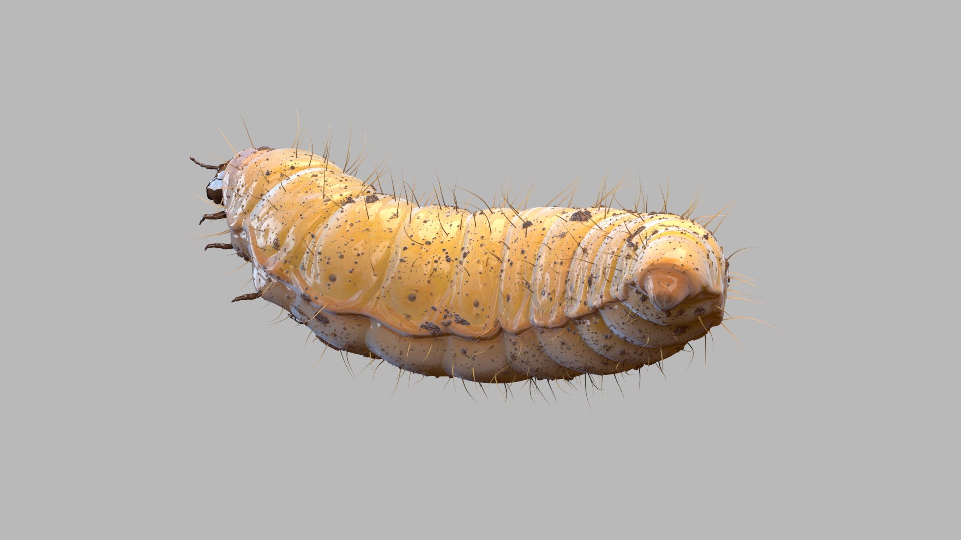 Realistic Maggot Rigged 3D - TurboSquid 1512020