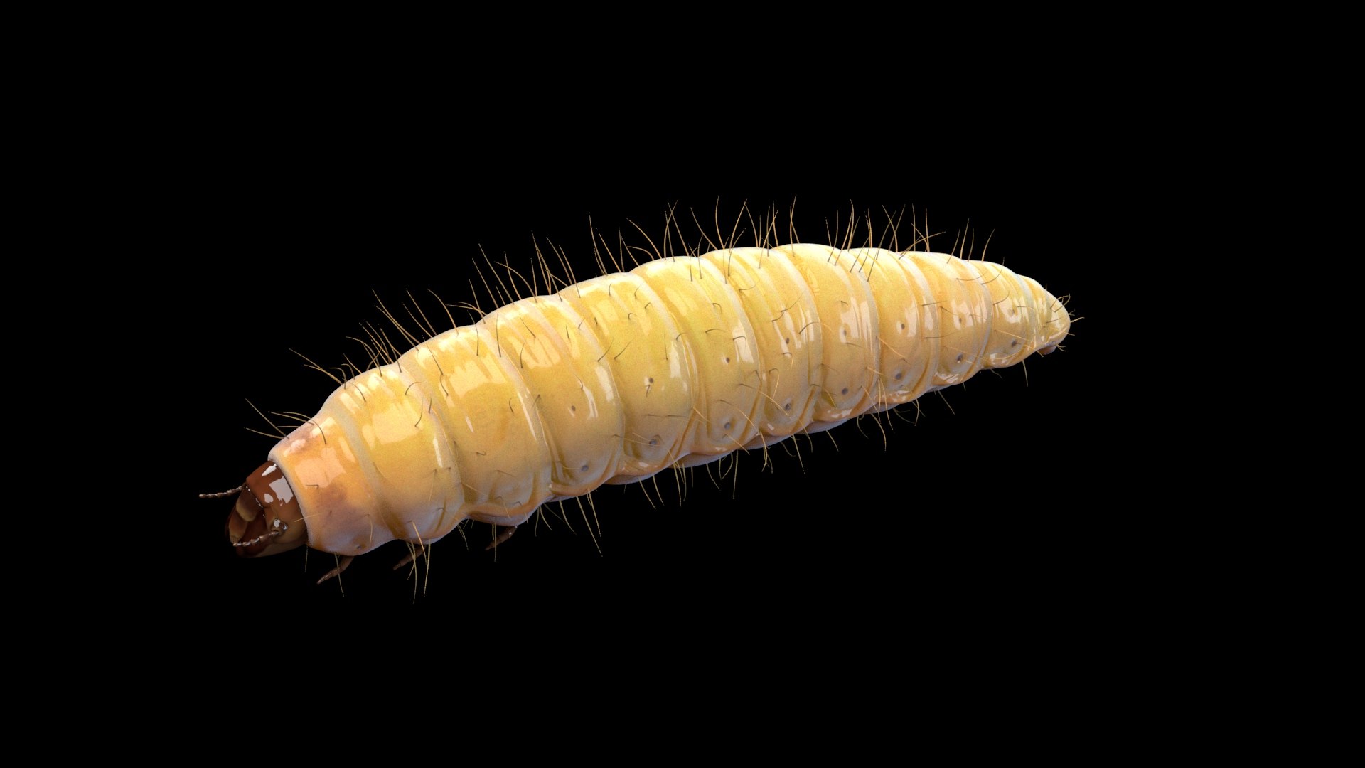 Realistic Maggot Rigged 3D - TurboSquid 1512020