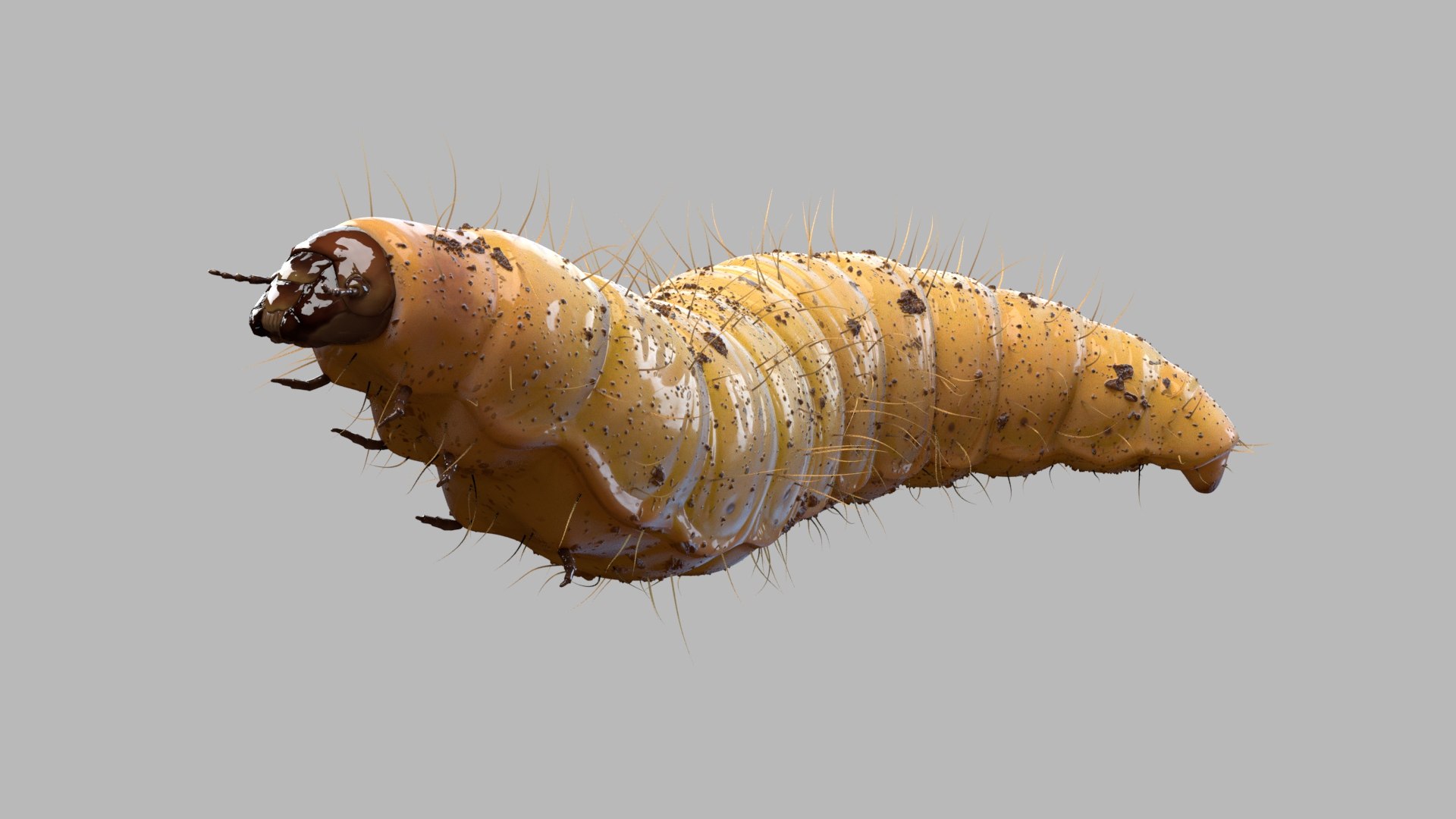 Realistic maggot rigged 3D - TurboSquid 1512020