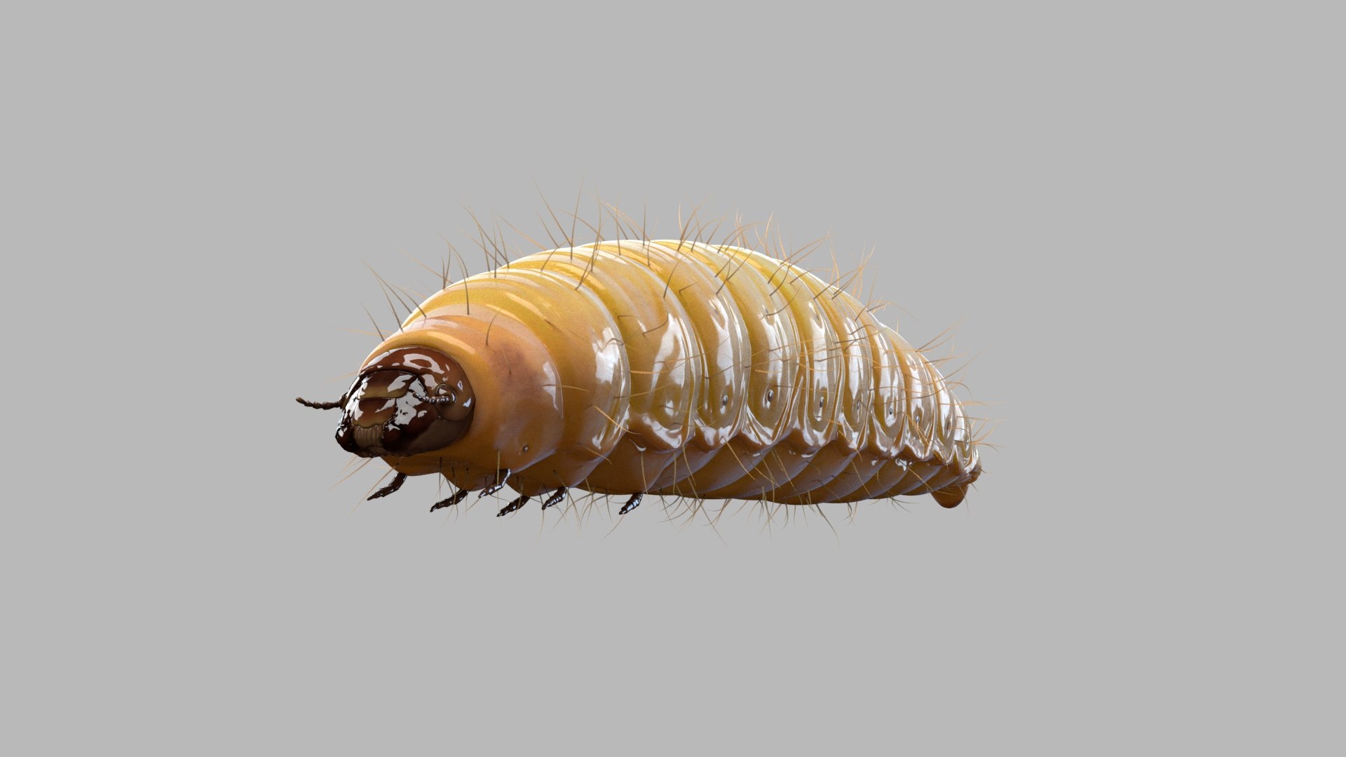 Realistic Maggot Rigged 3D - TurboSquid 1512020