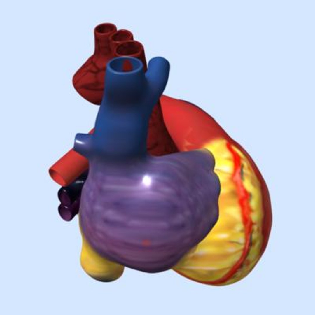 human heart exterior ma