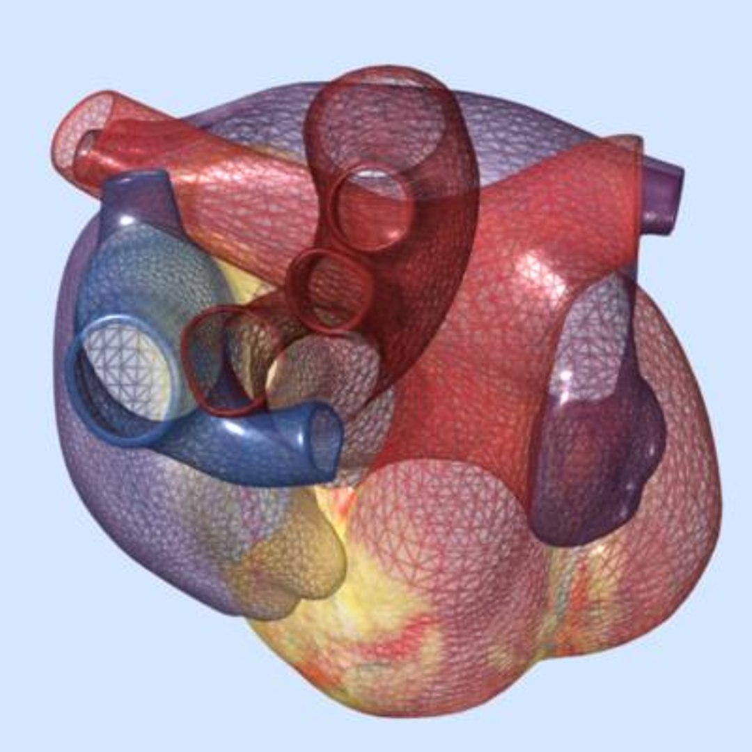 human heart exterior ma