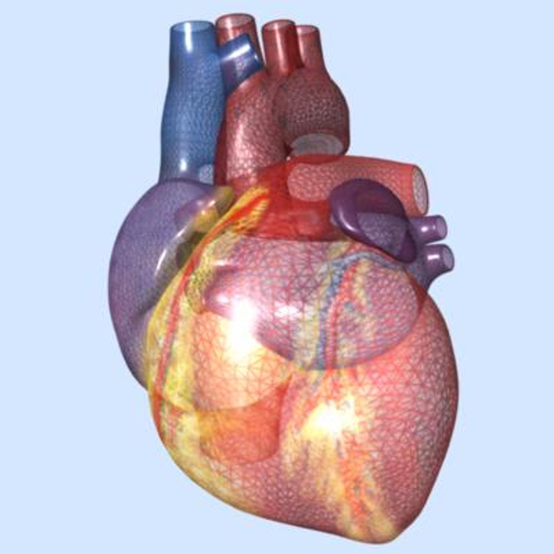 human heart exterior ma