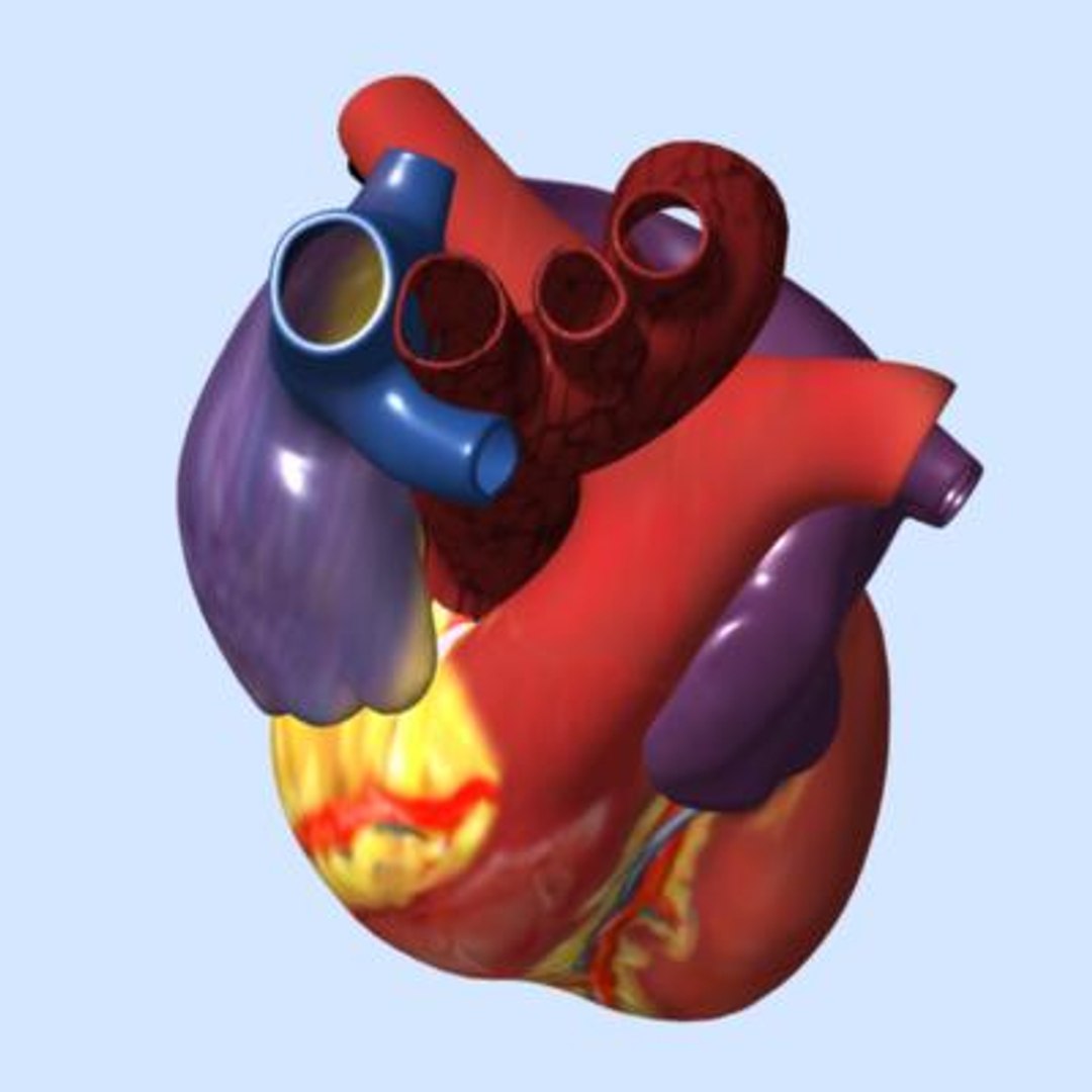 human heart exterior ma