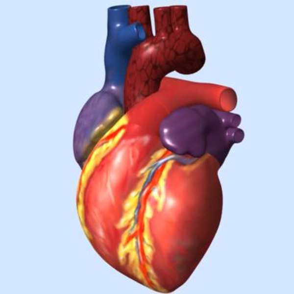 human heart exterior ma