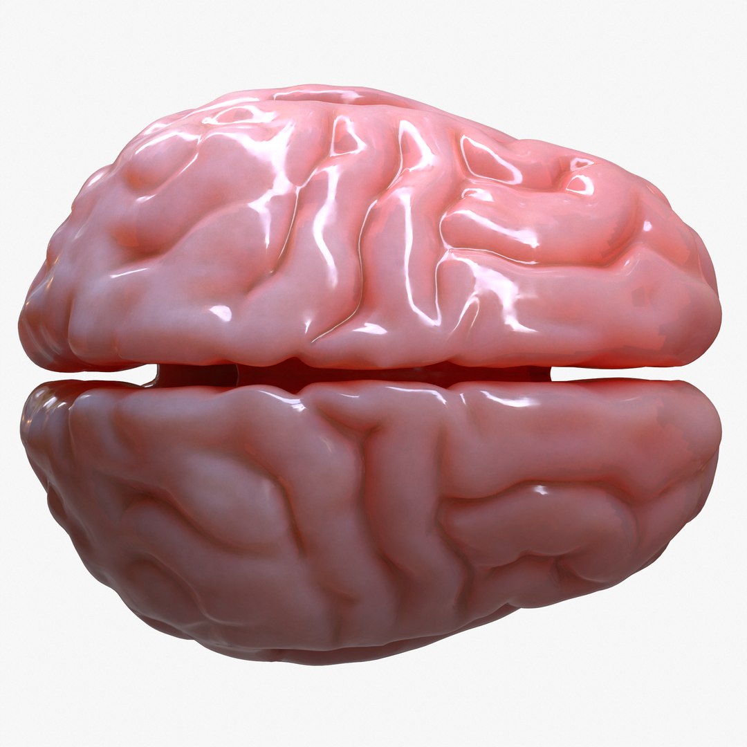 3D Model Brain Human Anatomy - TurboSquid 1426789