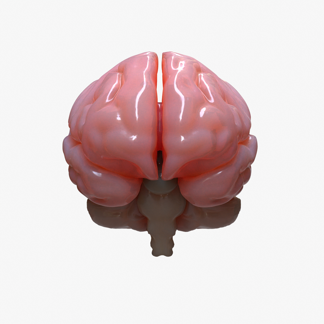 3D Model Brain Human Anatomy - TurboSquid 1426789