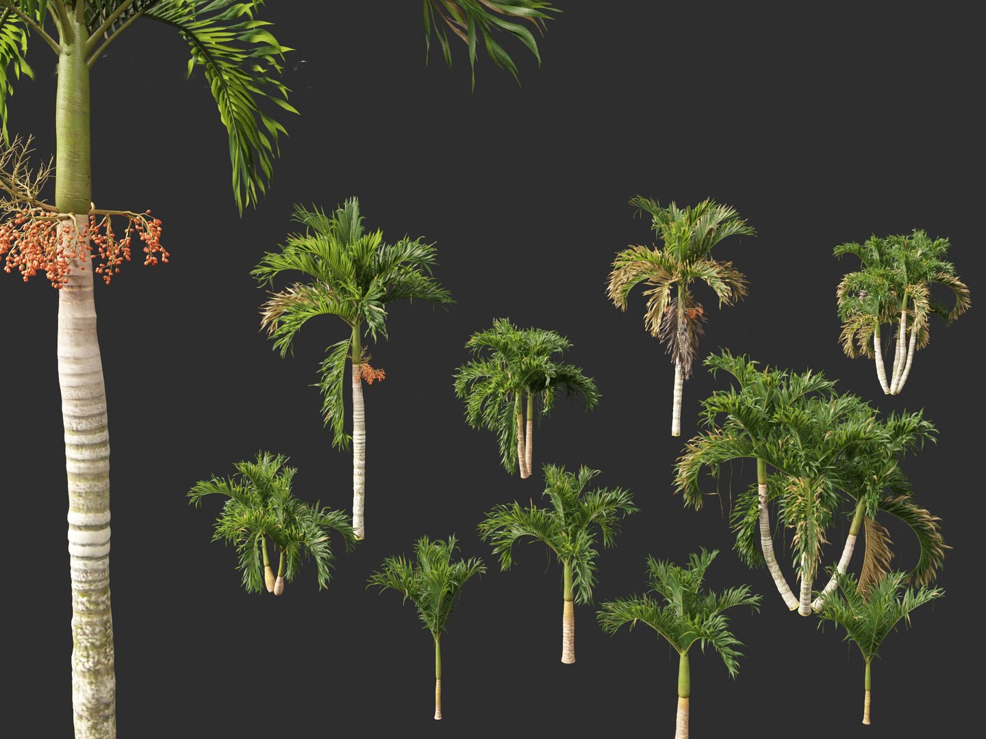 3D Adonidia Merrillii - Christmas Palm - TurboSquid 2132832