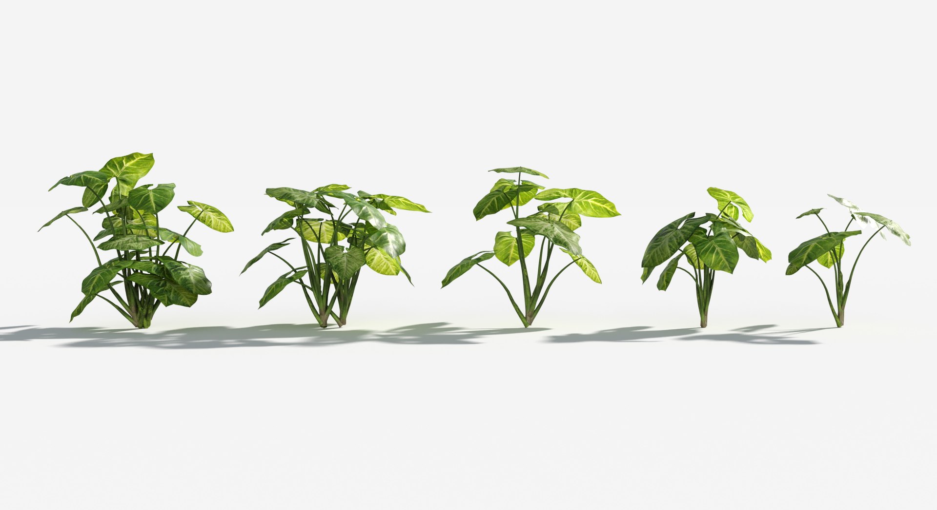 3D Plants Pack 9: Rainforest: GrowFX - TurboSquid 1746230