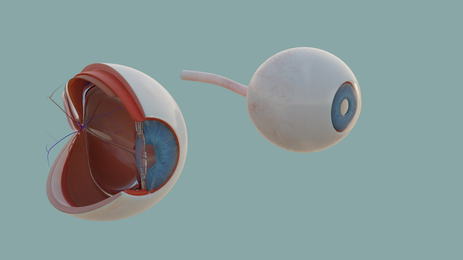Human Eye Section 3D Model - TurboSquid 1622094