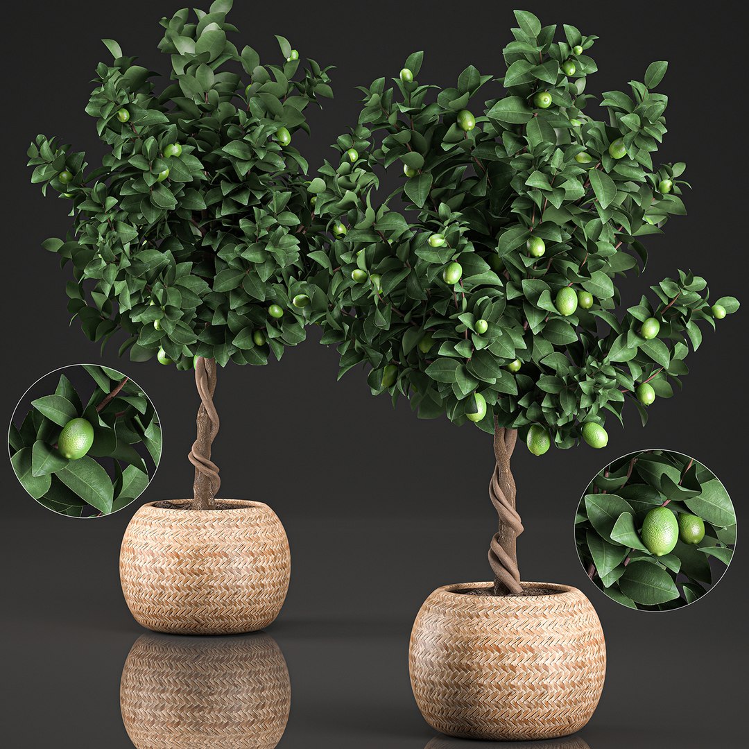 Decorative Lime Tree Interior 3D - TurboSquid 1593507
