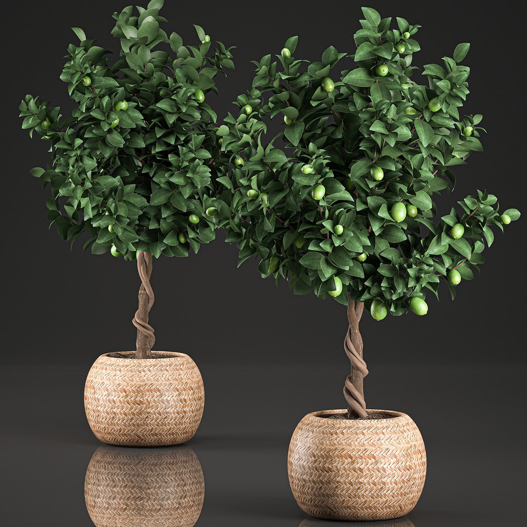 Decorative Lime Tree Interior 3D - TurboSquid 1593507