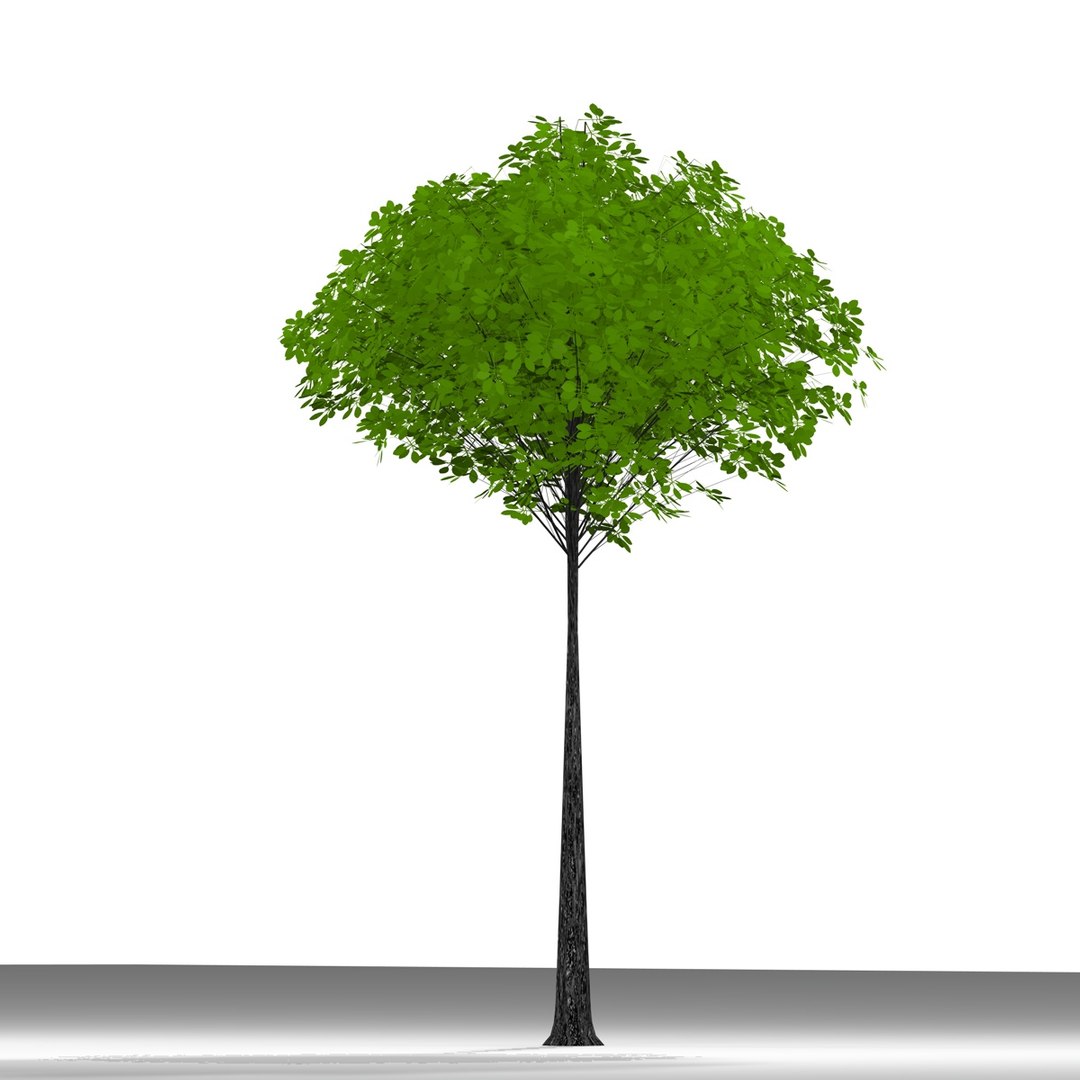Plane Tree 3d Model