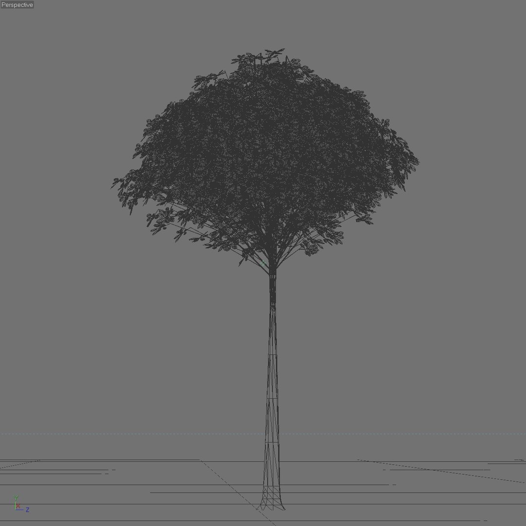 Plane Tree 3d Model