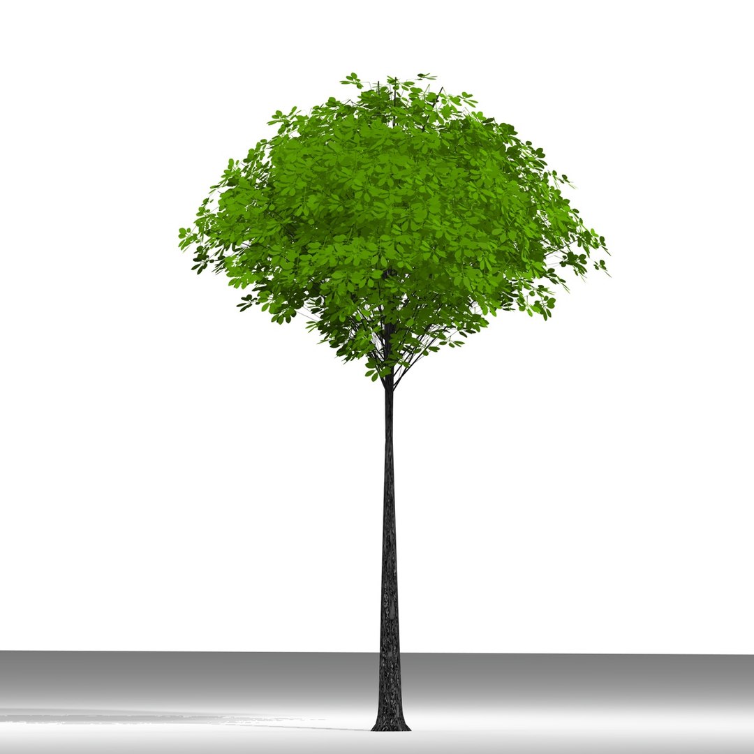 Plane Tree 3d Model