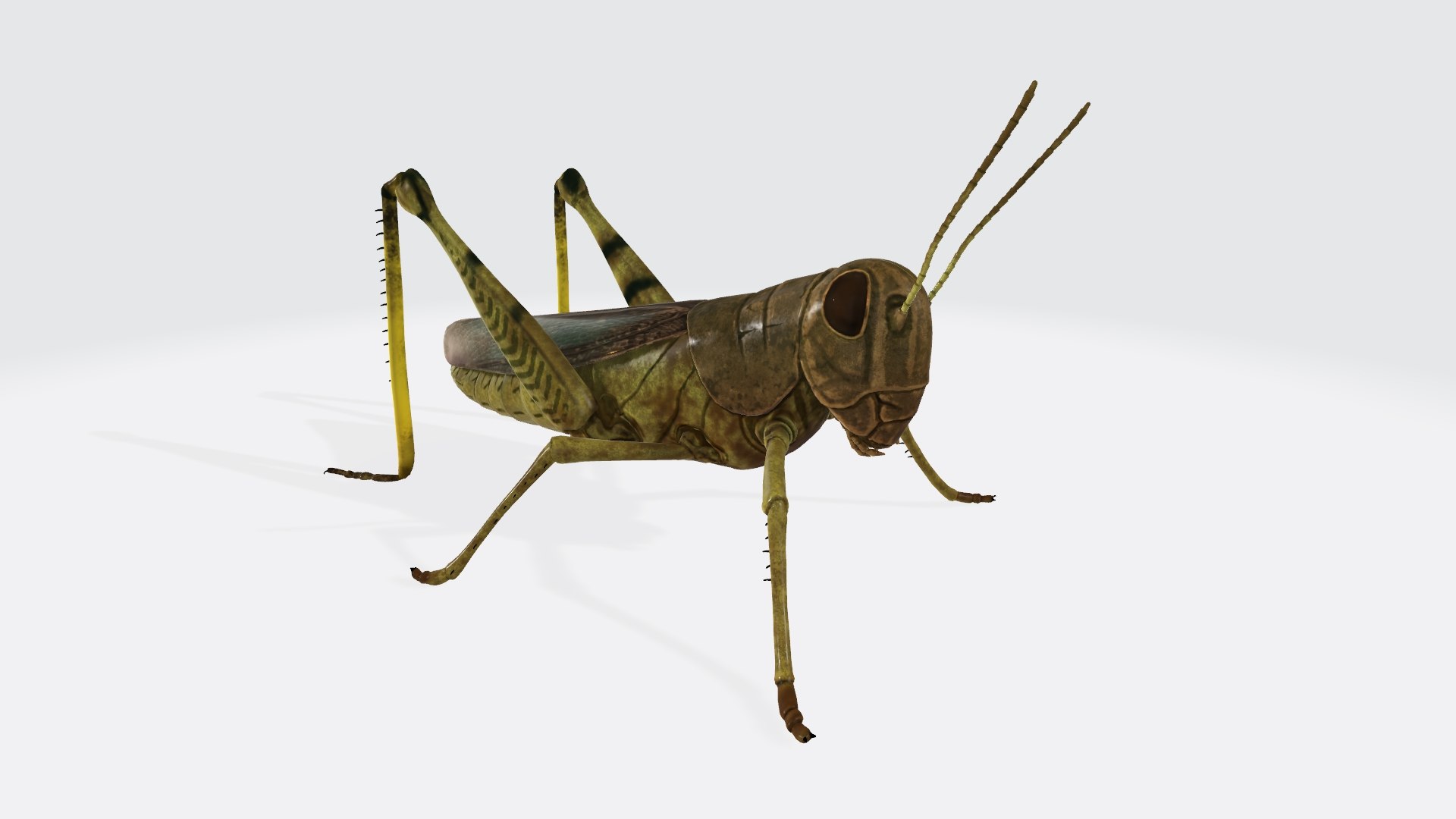 3D Grasshopper Animal 3D Model Ready To Print Model - TurboSquid 2285091