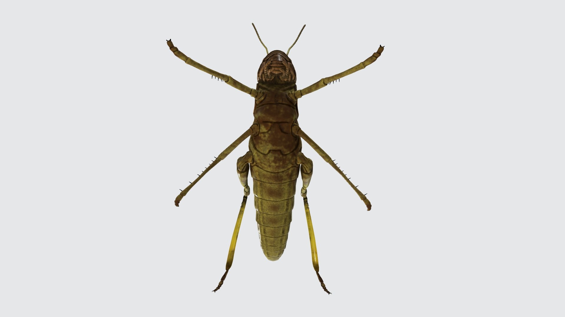 3D Grasshopper Animal 3D Model Ready To Print Model - TurboSquid 2285091