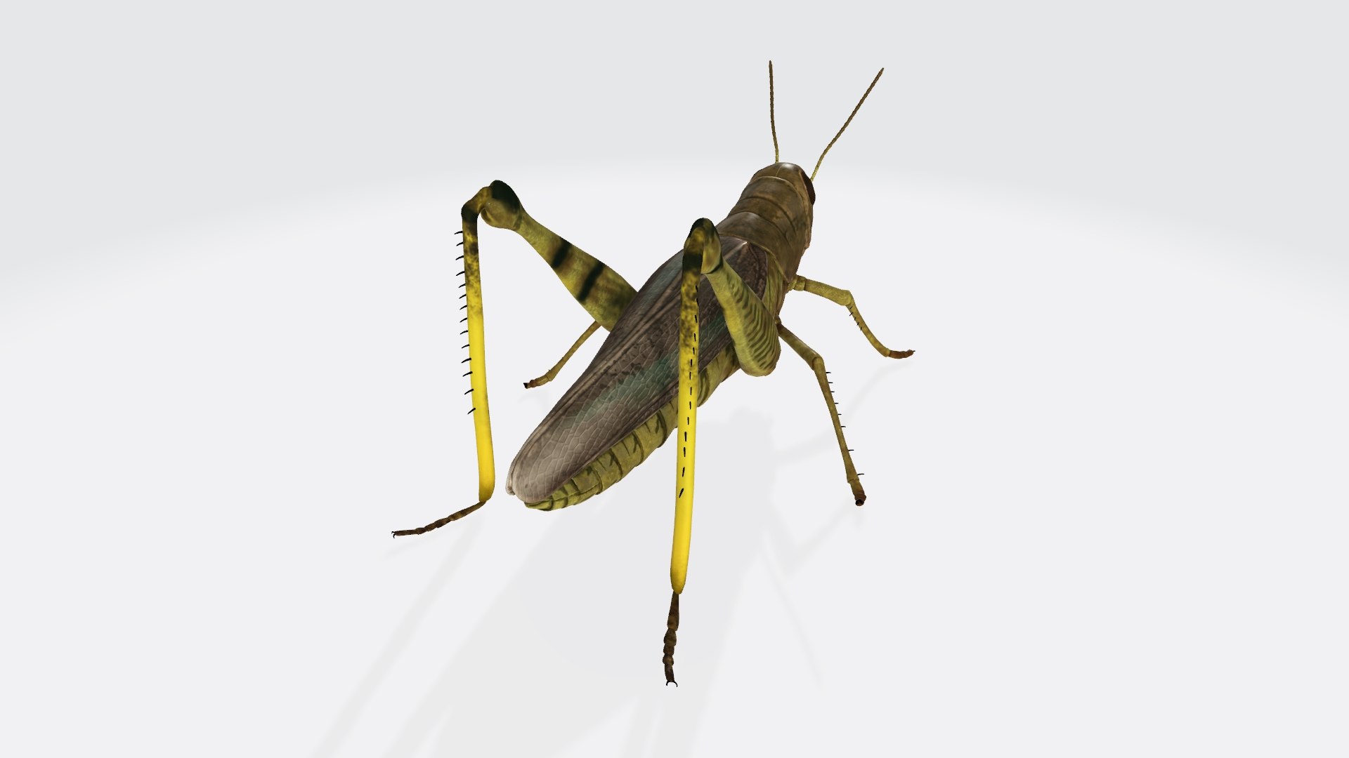3D Grasshopper Animal 3D Model Ready To Print Model - TurboSquid 2285091