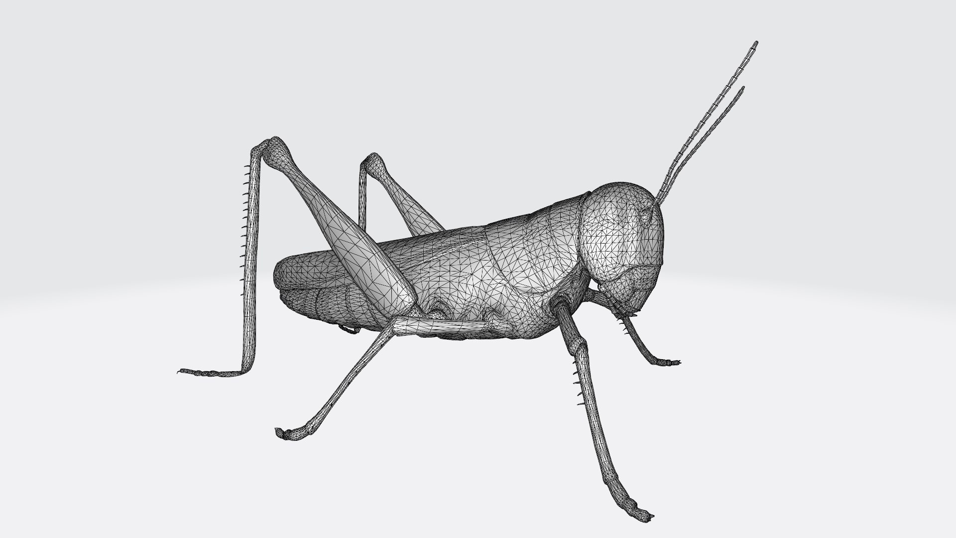 3D Grasshopper Animal 3D Model Ready To Print Model - TurboSquid 2285091