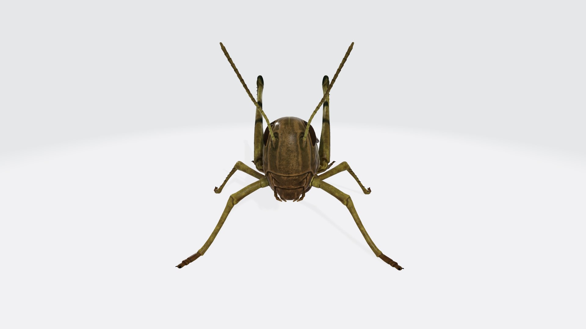 3D Grasshopper Animal 3D Model Ready To Print Model - TurboSquid 2285091