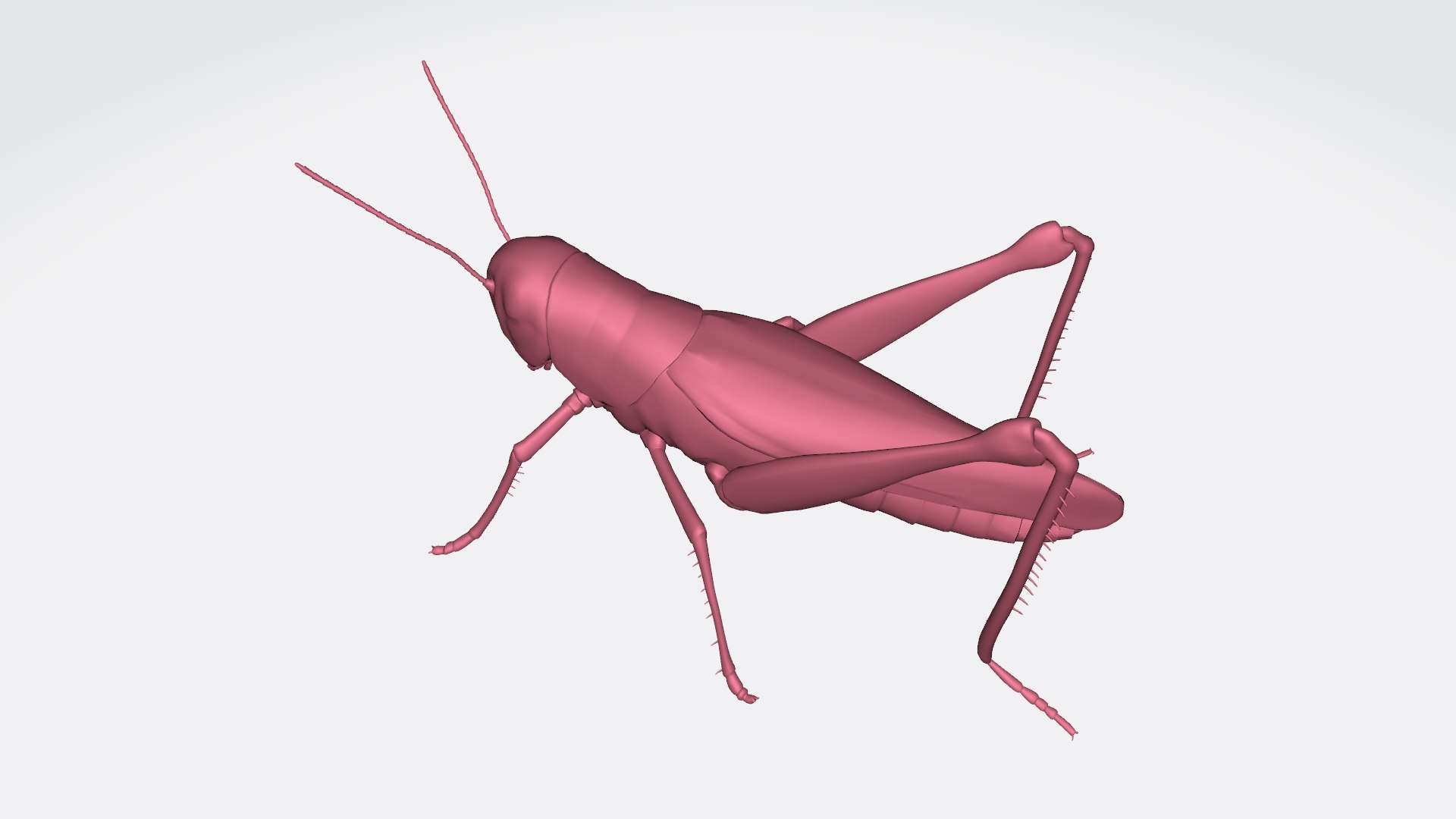 3D Grasshopper Animal 3D Model Ready To Print Model - TurboSquid 2285091