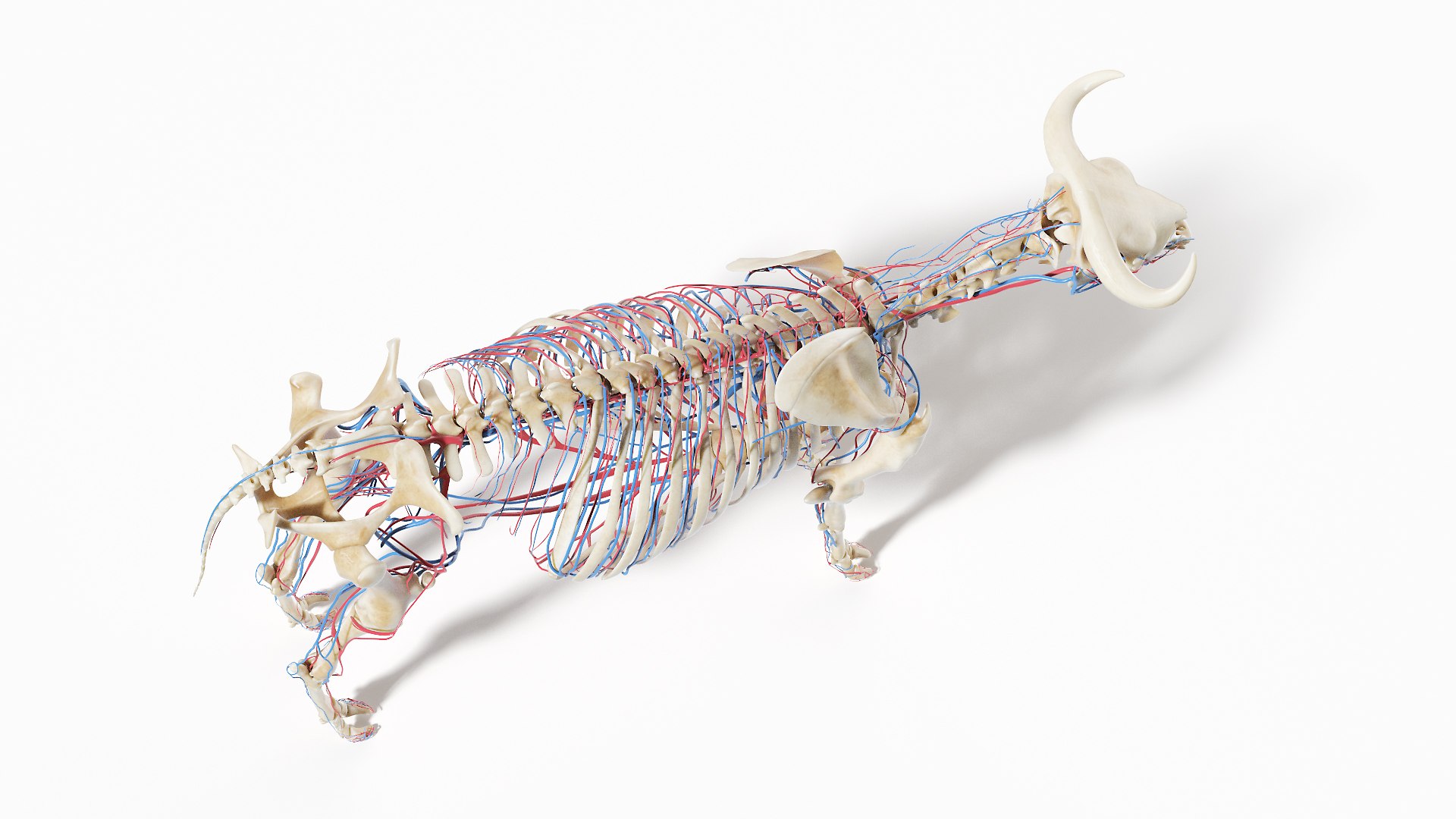 Bull Body, Skeleton and Vascular System Static 3D model - TurboSquid ...