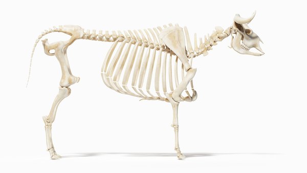 modelo 3d Cuerpo de toro, esqueleto y sistema vascular estático ...