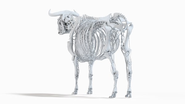 Bull Body, Skeleton and Vascular System Static 3D model - TurboSquid ...